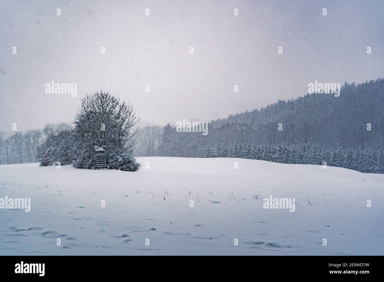 winter landscape with trees and snow Stock Photo - Alamy