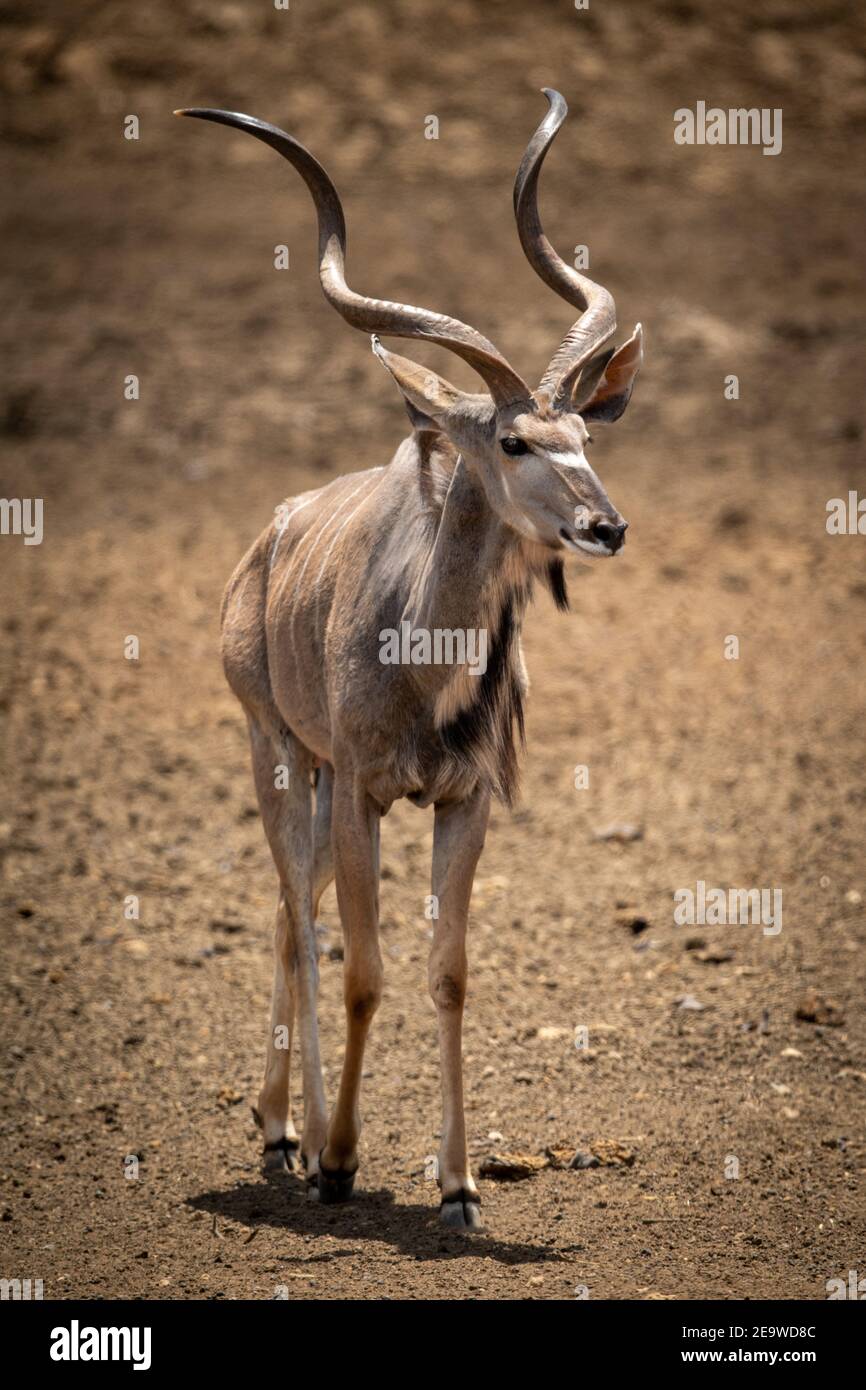 Male greater kudu walks across rocky ground Stock Photo - Alamy