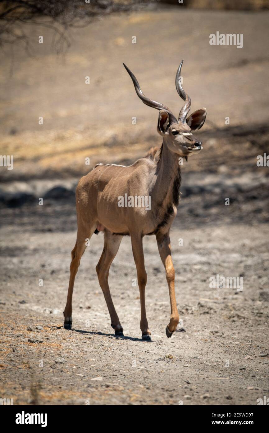 Kudu antelope walks hi-res stock photography and images - Alamy
