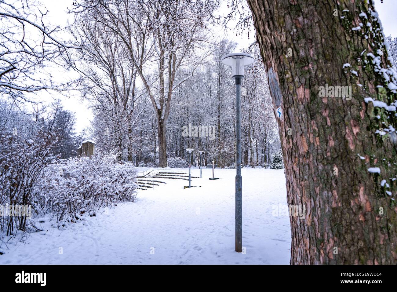 Winter tree winter snow coke hi-res stock photography and images - Alamy
