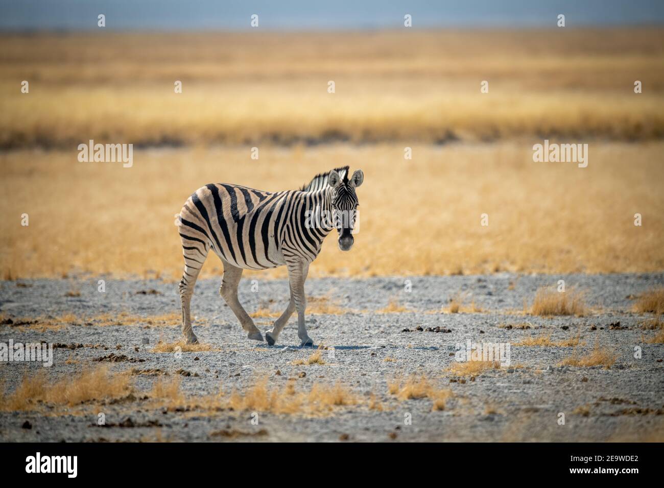 Plains zebra walks across rocky salt pan Stock Photo - Alamy Plains zebra walks across rocky salt pan Stock Photo - Alamy