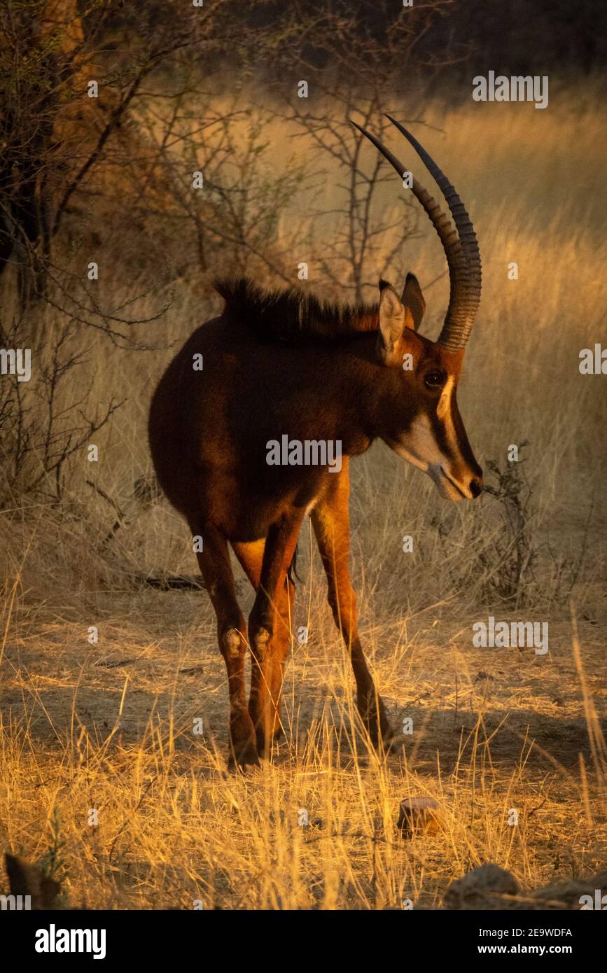 Sable antelope stands hi-res stock photography and images - Alamy