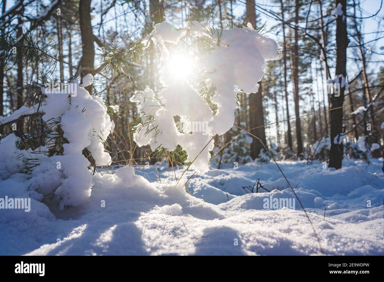 Snow covered path through trees with winter sun hi-res stock ...
