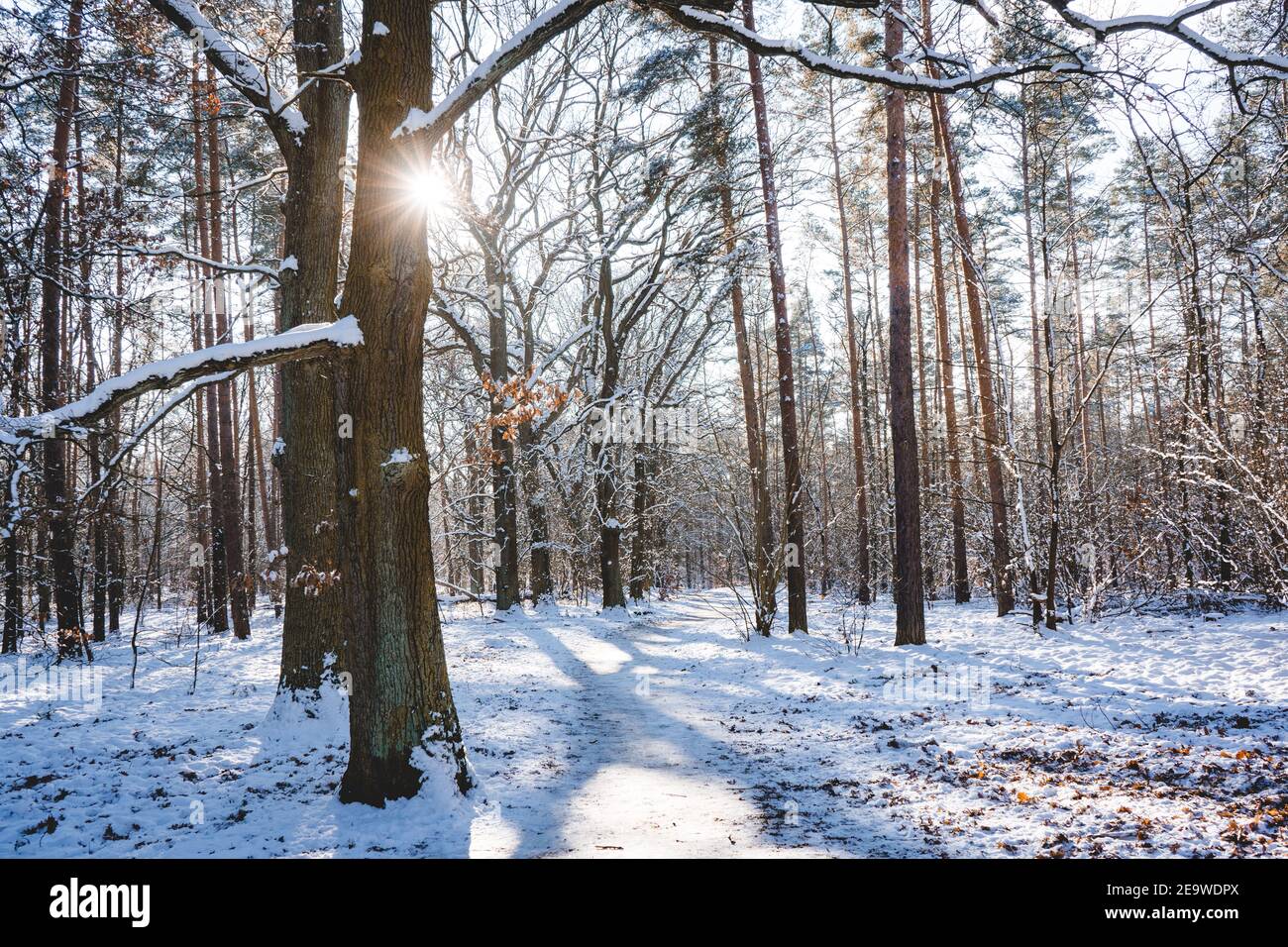 sunny day in snowy forest Stock Photo - Alamy