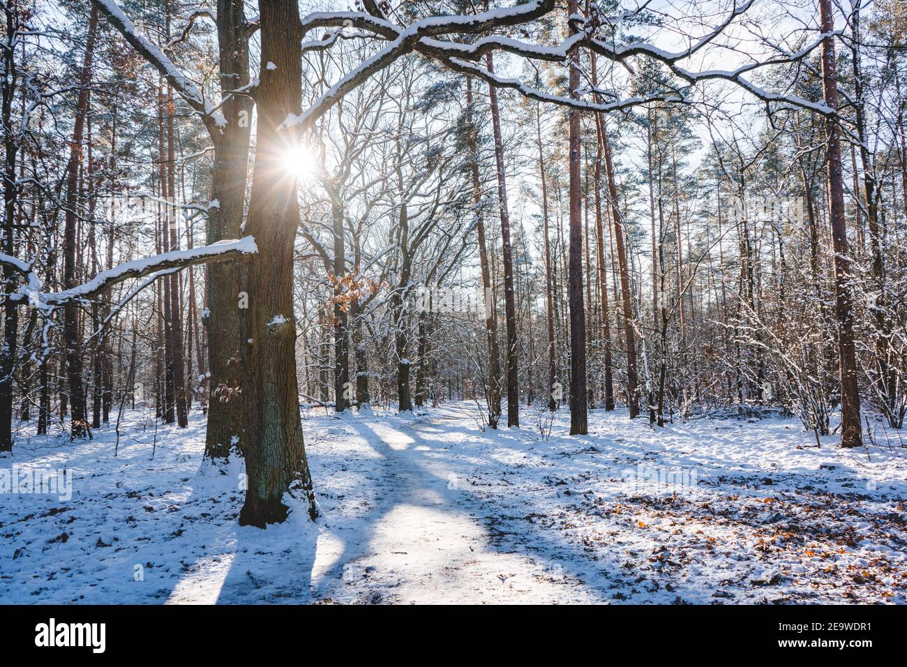 winter forest in the snow Stock Photo - Alamy