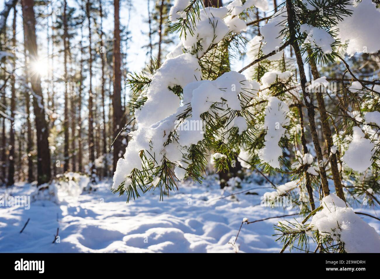 snow covered trees in winter Stock Photo - Alamy