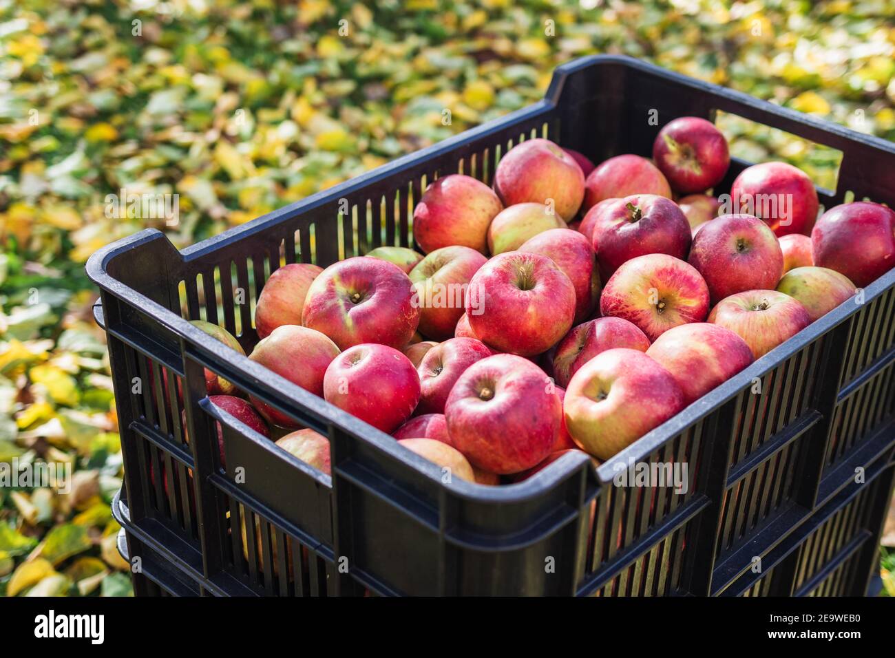 Apples in plastic crate. Harvesting fruit in garden at autumn. Red ...