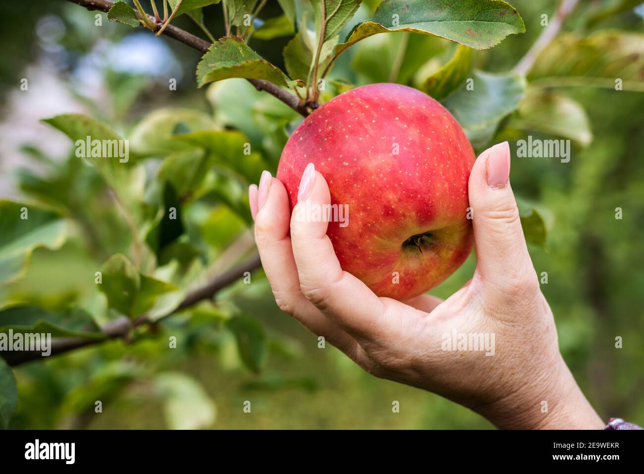 Hand picking red apple. Woman harvesting ripe fruit. Homegrown produce ...