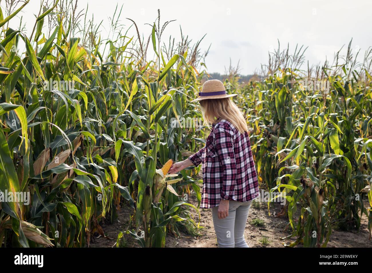 Farmer checking corn cob and control quality before harvesting ...