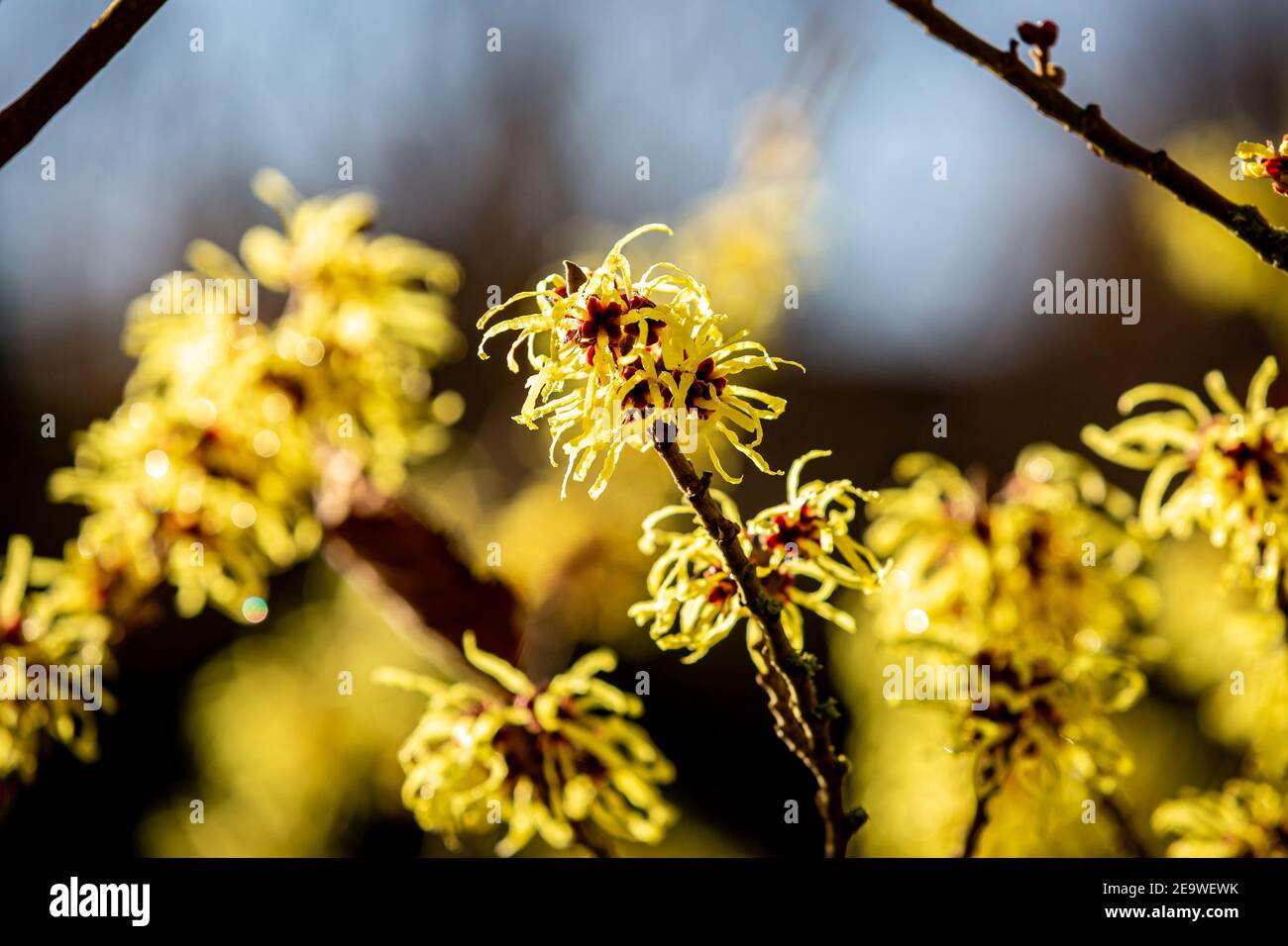 Hazel bush england uk hi-res stock photography and images - Alamy