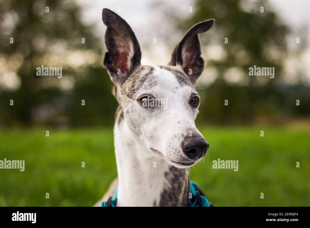 Whippet dog. Portrait of animal head. Curious purebred dog. Cute pet ...