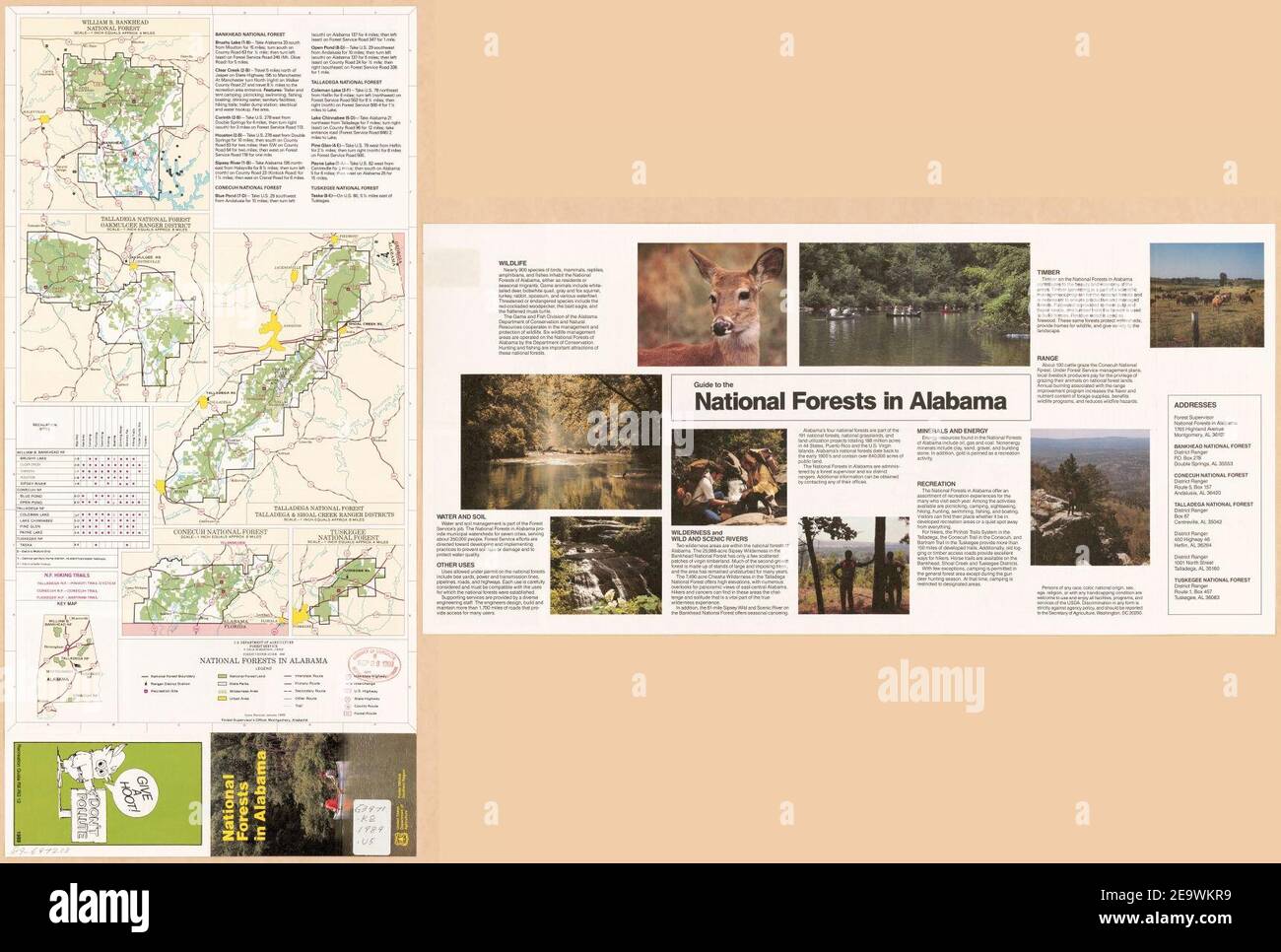 National forests in Alabama Stock Photo - Alamy