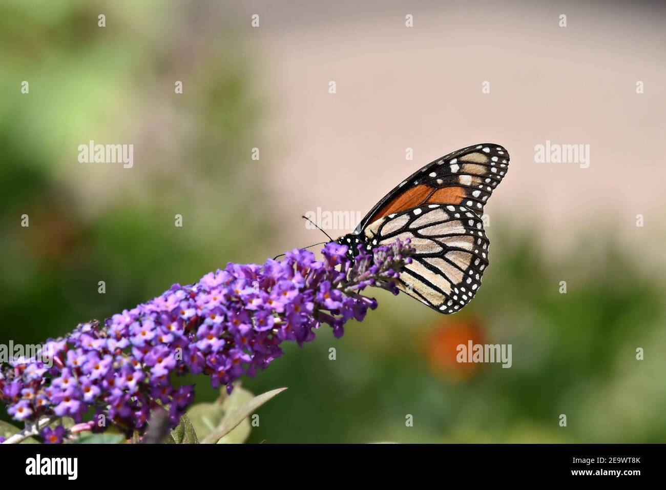 Monarch butterfly on a purple butterfly bush Stock Photo - Alamy