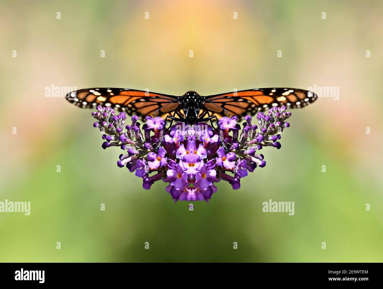 Monarch butterfly on a purple butterfly bush Stock Photo - Alamy