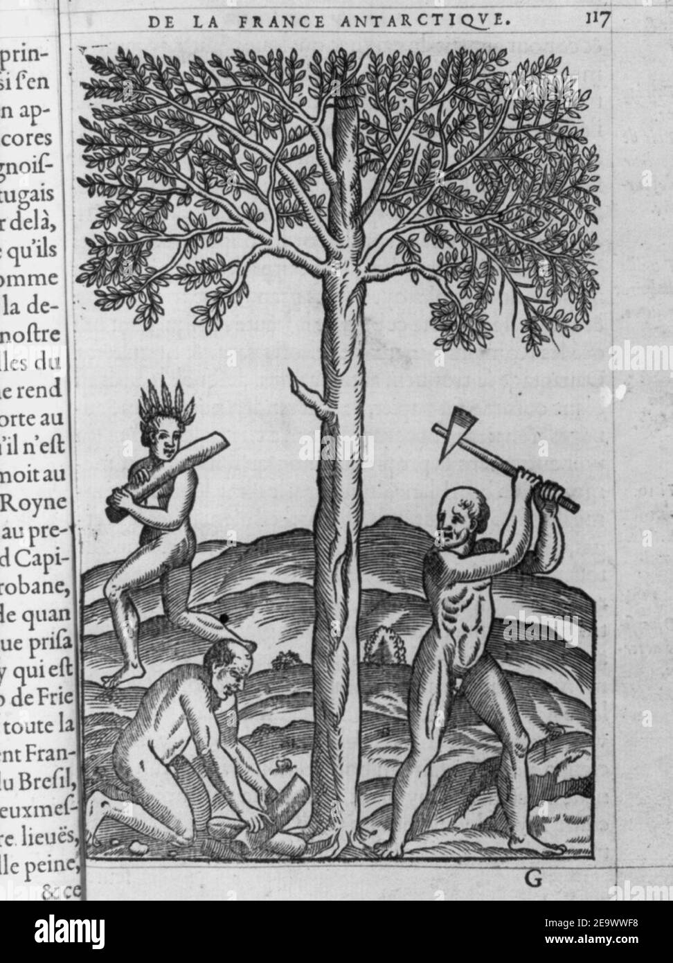 Natives cutting down tree with ax Stock Photo - Alamy