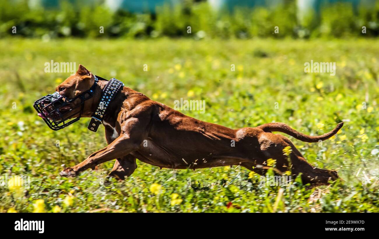 American pitbull terrier autumn hi-res stock photography and images - Alamy