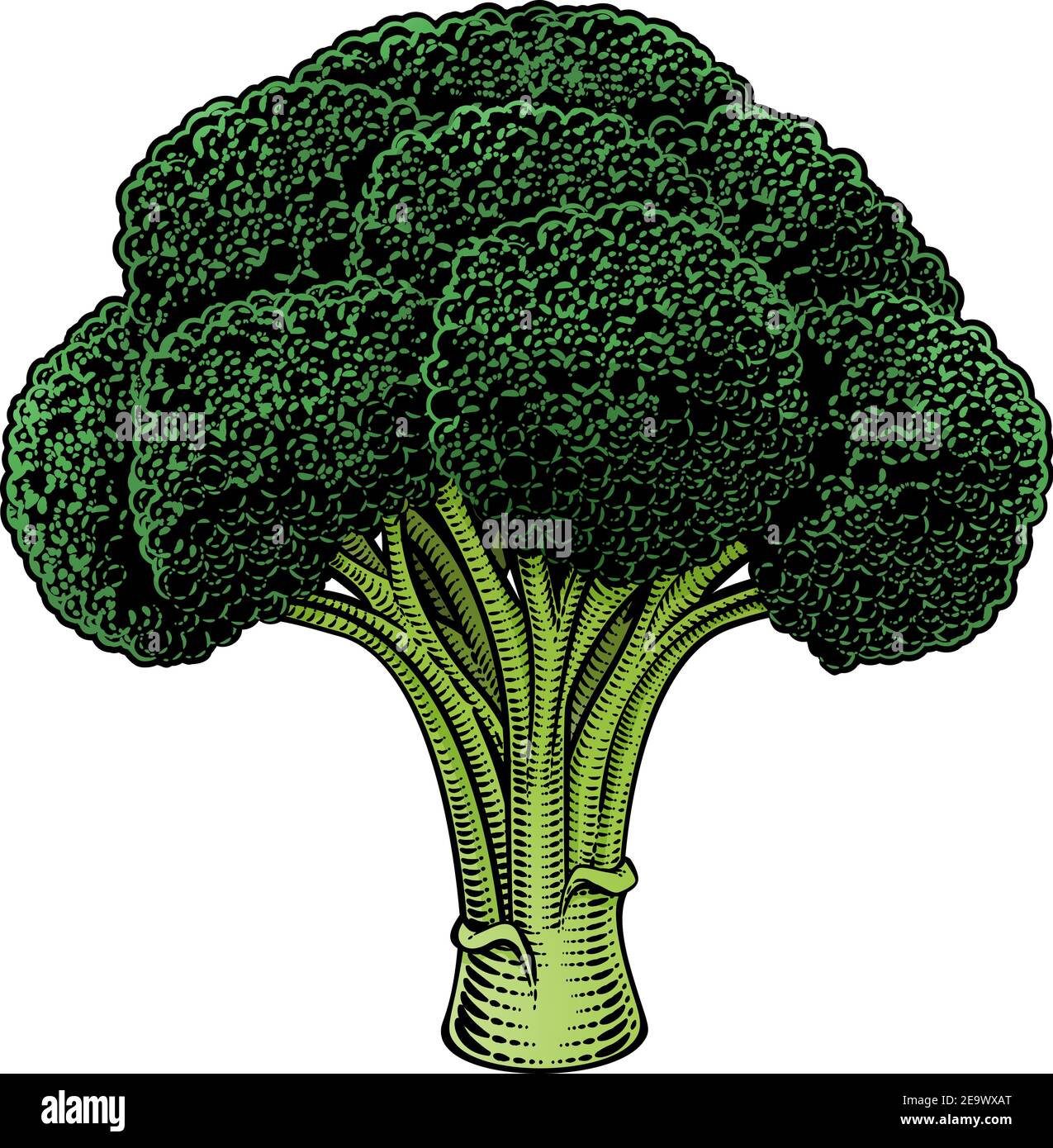 Broccoli drawing hi-res stock photography and images - Alamy