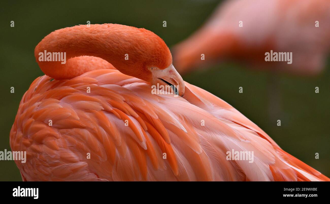 American Flamingo with a dark orange plumage and curved down large ...