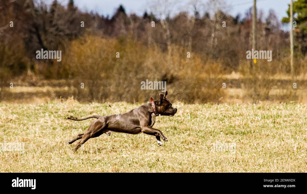 Staffordshire Bull Terrier dog running in the field on competition ...