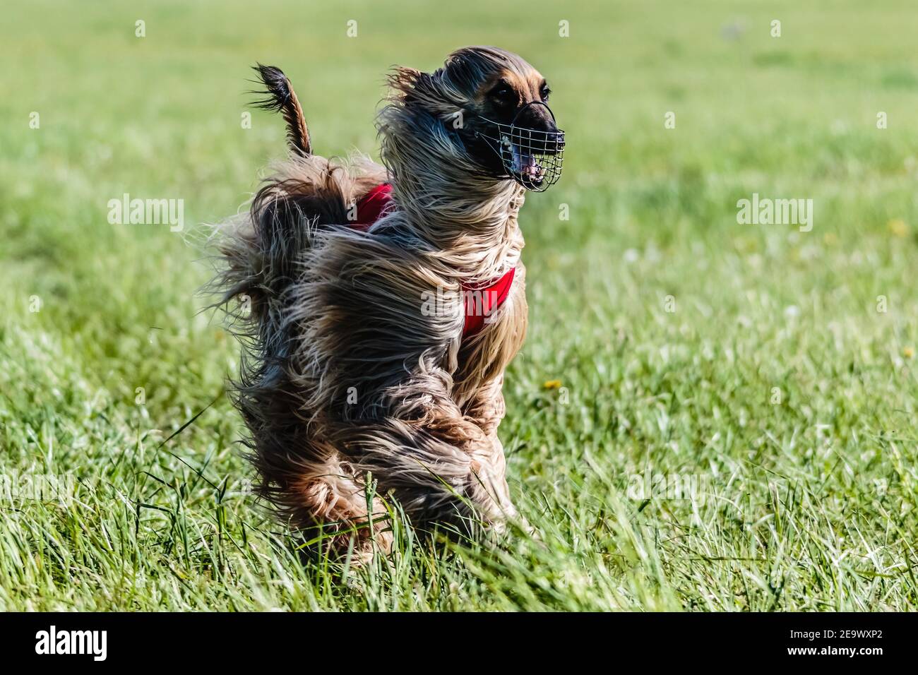 Happy saluki hi-res stock photography and images - Alamy
