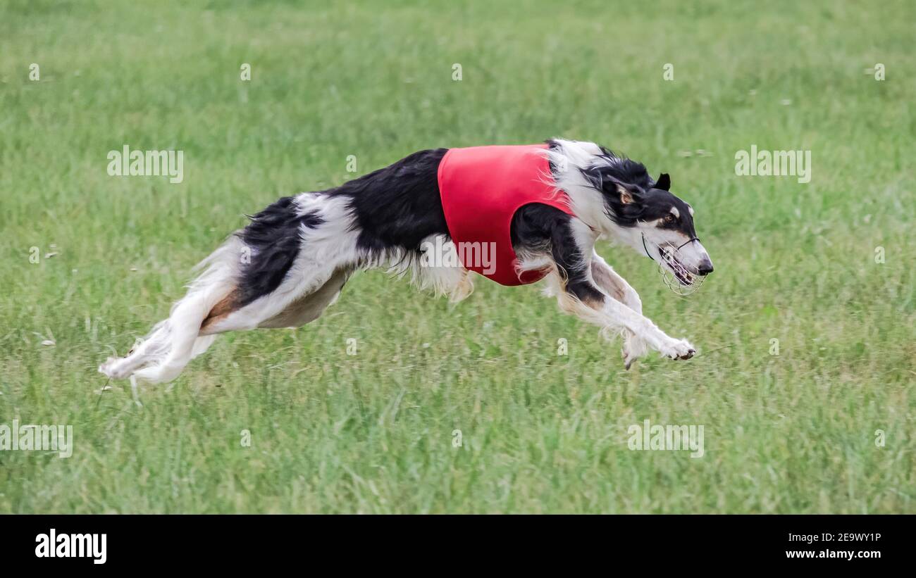 Coursing park hi-res stock photography and images - Alamy