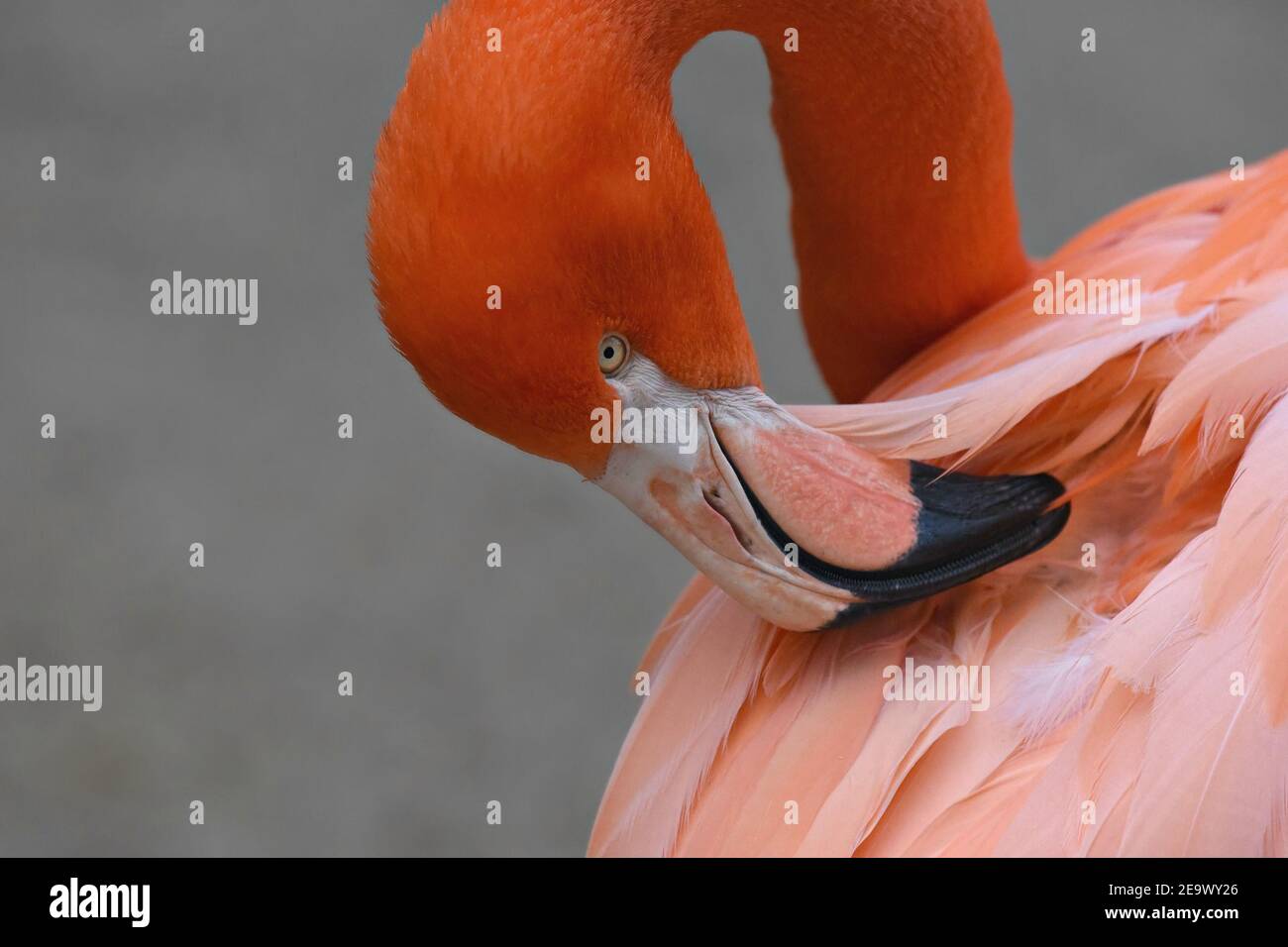 American Flamingo with a dark orange plumage and curved down large ...