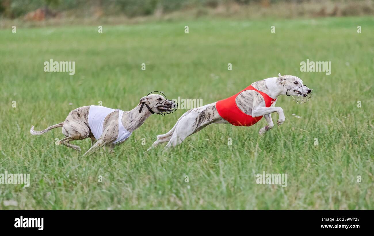 Two whippets hi-res stock photography and images - Alamy