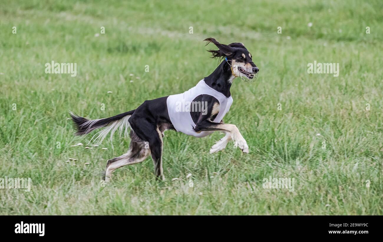 Happy saluki hi-res stock photography and images - Alamy