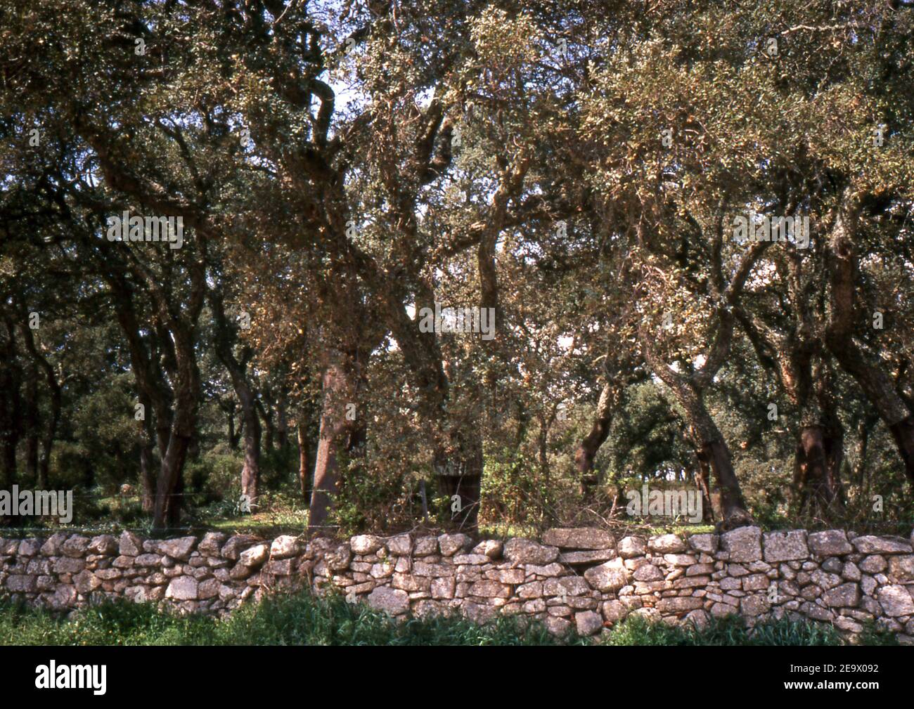 Cork-oak trees in Gallura, Sardinia, Italy (scanned from colorslide ...