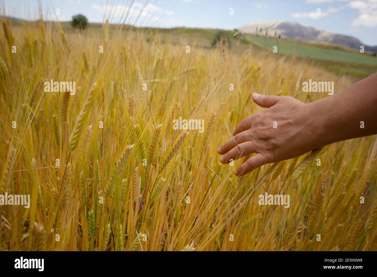 Hand touches ripe wheat hi-res stock photography and images - Alamy