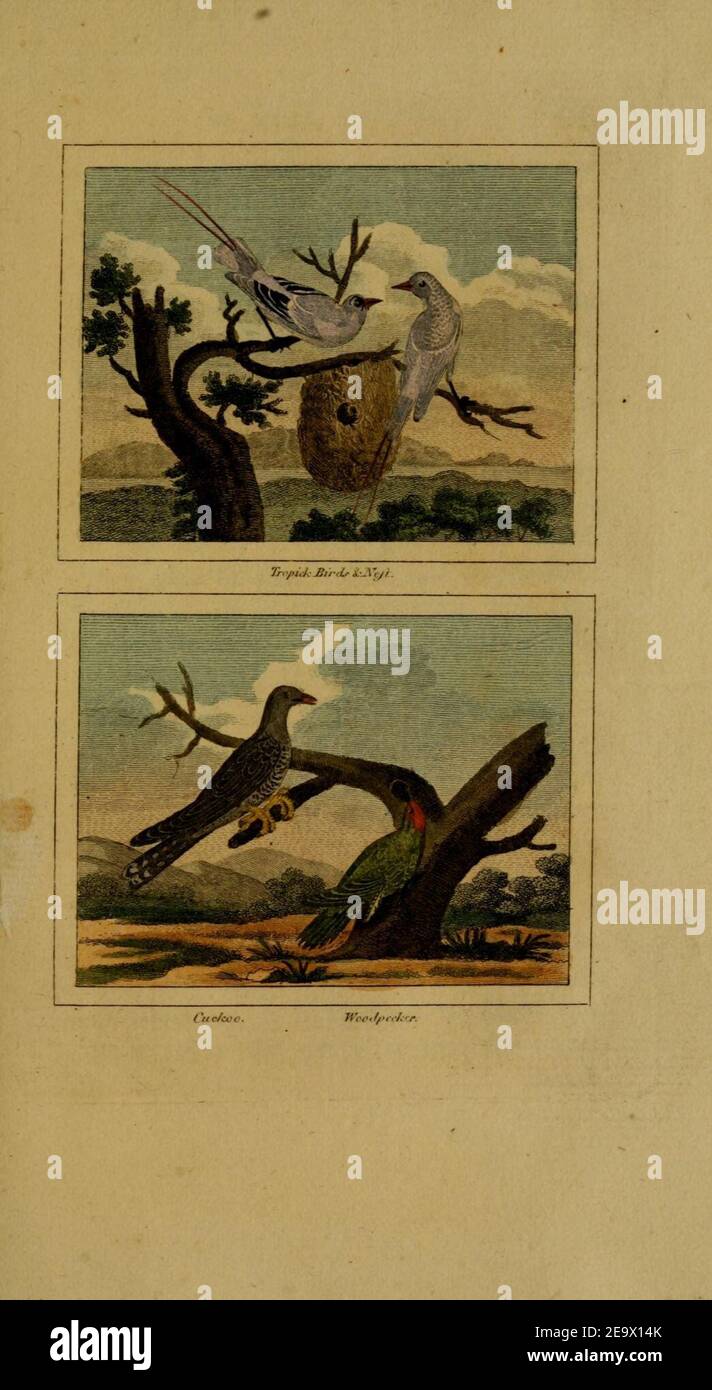 Natural history of birds, fish, insects, and reptiles (10053672774 ...