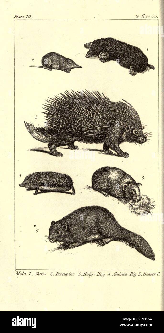 Natural history of animals (Plate 10) (8077094815 Stock Photo - Alamy