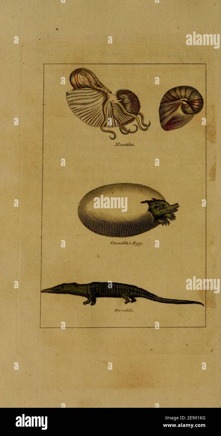 Fish and insects hi-res stock photography and images - Alamy