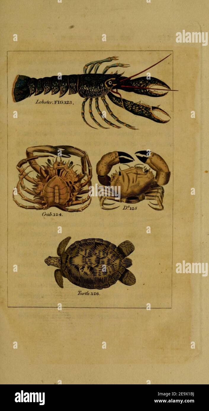 Natural history of birds, fish, insects, and reptiles (Figs. 123-126 ...