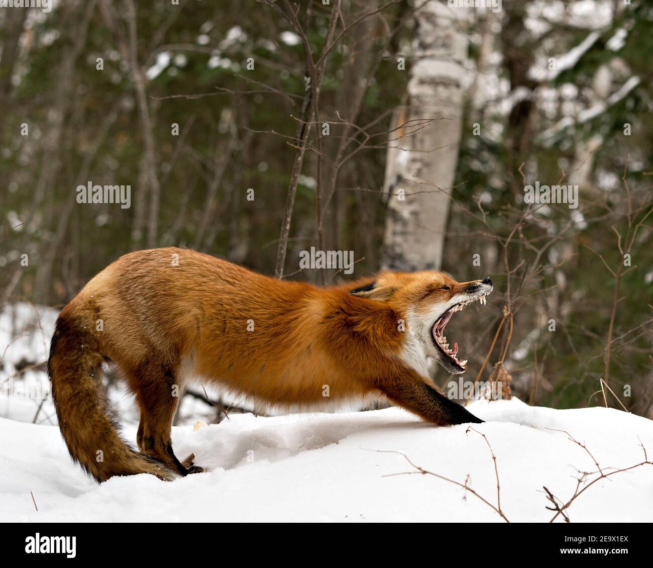 Red fox yawning and stretching displaying open mouth, teeth, tongue ...