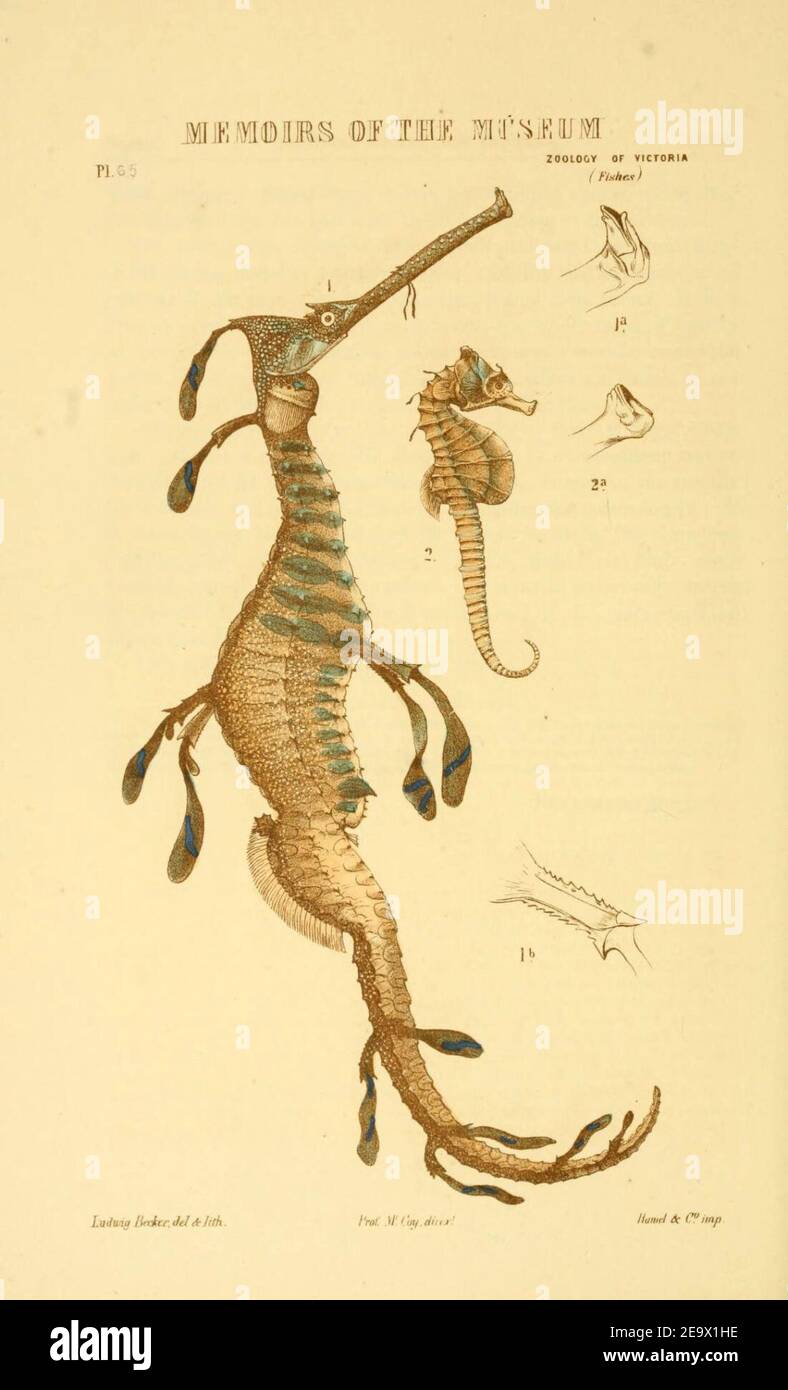 Natural history of Victoria (Pl. 65) (5998274633 Stock Photo - Alamy