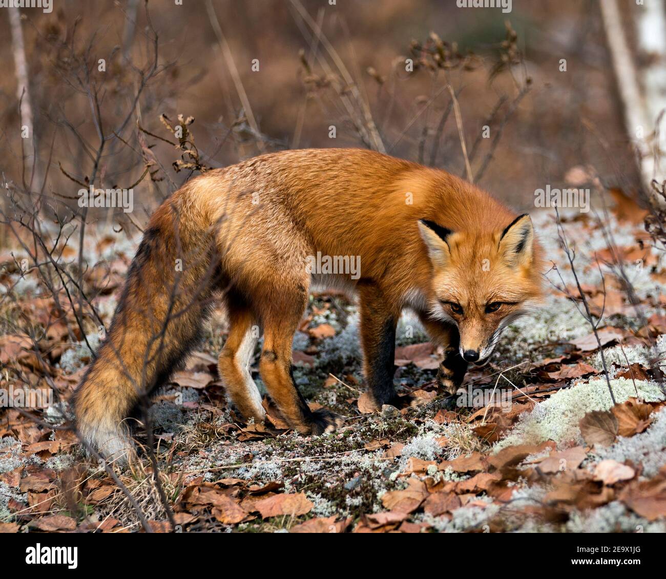 Red Fox in the forest foraging with forest background, moss, autumn ...