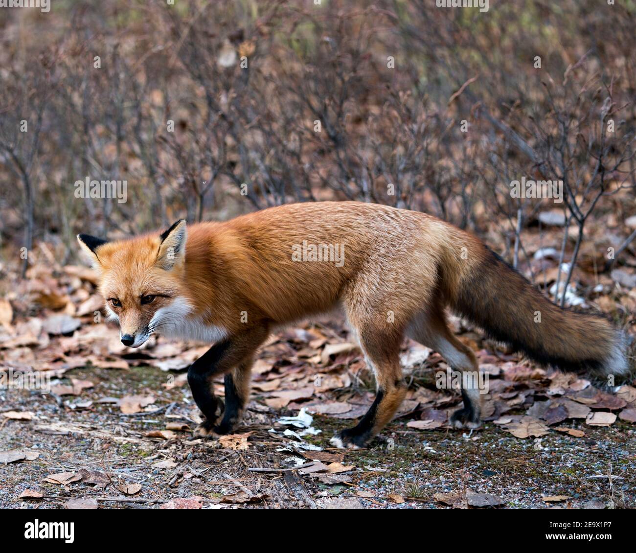 Red Fox in the forest foraging with forest background, moss, autumn ...