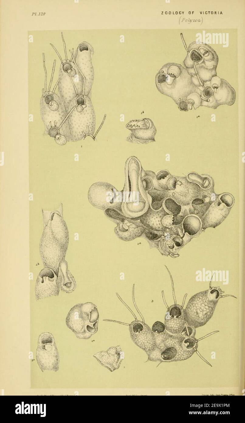 Natural history of Victoria (Plate 128) (6007969111 Stock Photo - Alamy