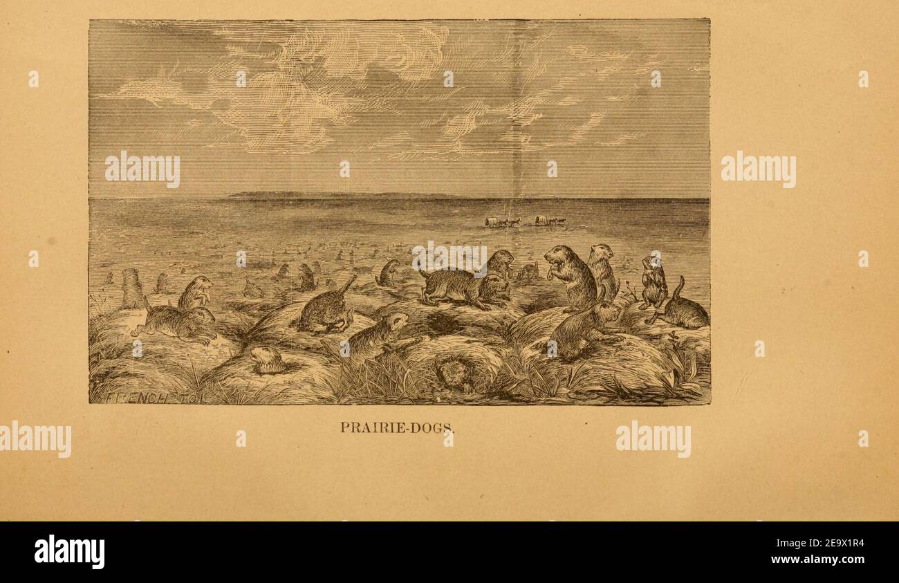 Natural history of western wild animals and guide for hunters, trappers ...