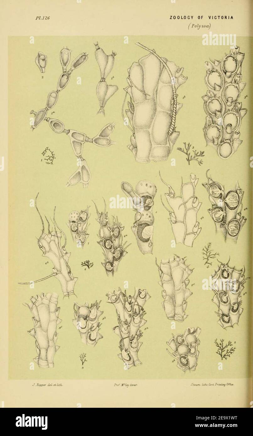 Natural history of Victoria (Plate 126) (6007968825 Stock Photo - Alamy
