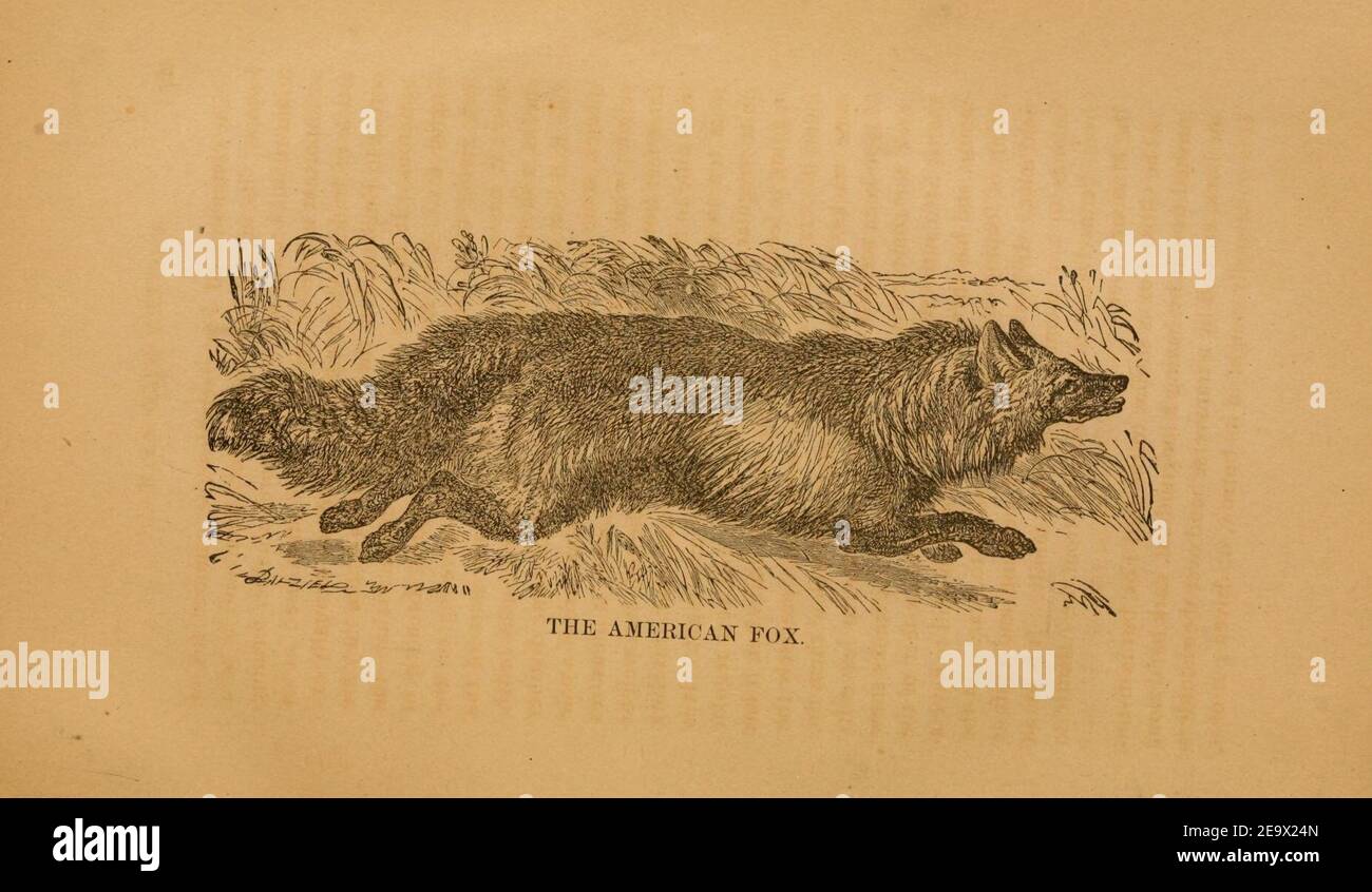 Natural history of western wild animals and guide for hunters, trappers ...