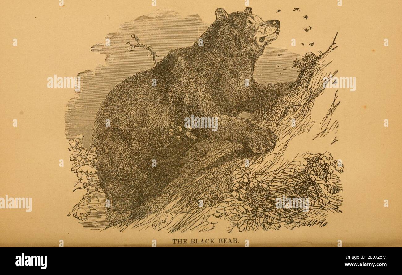 Natural history of western wild animals and guide for hunters, trappers ...