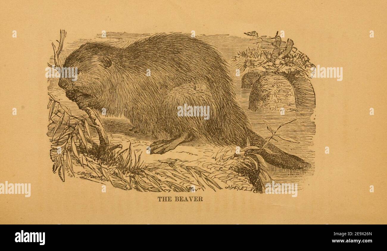 Natural history of western wild animals and guide for hunters, trappers ...