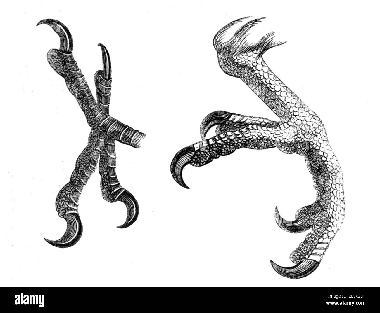 Parrot feet hi-res stock photography and images - Alamy