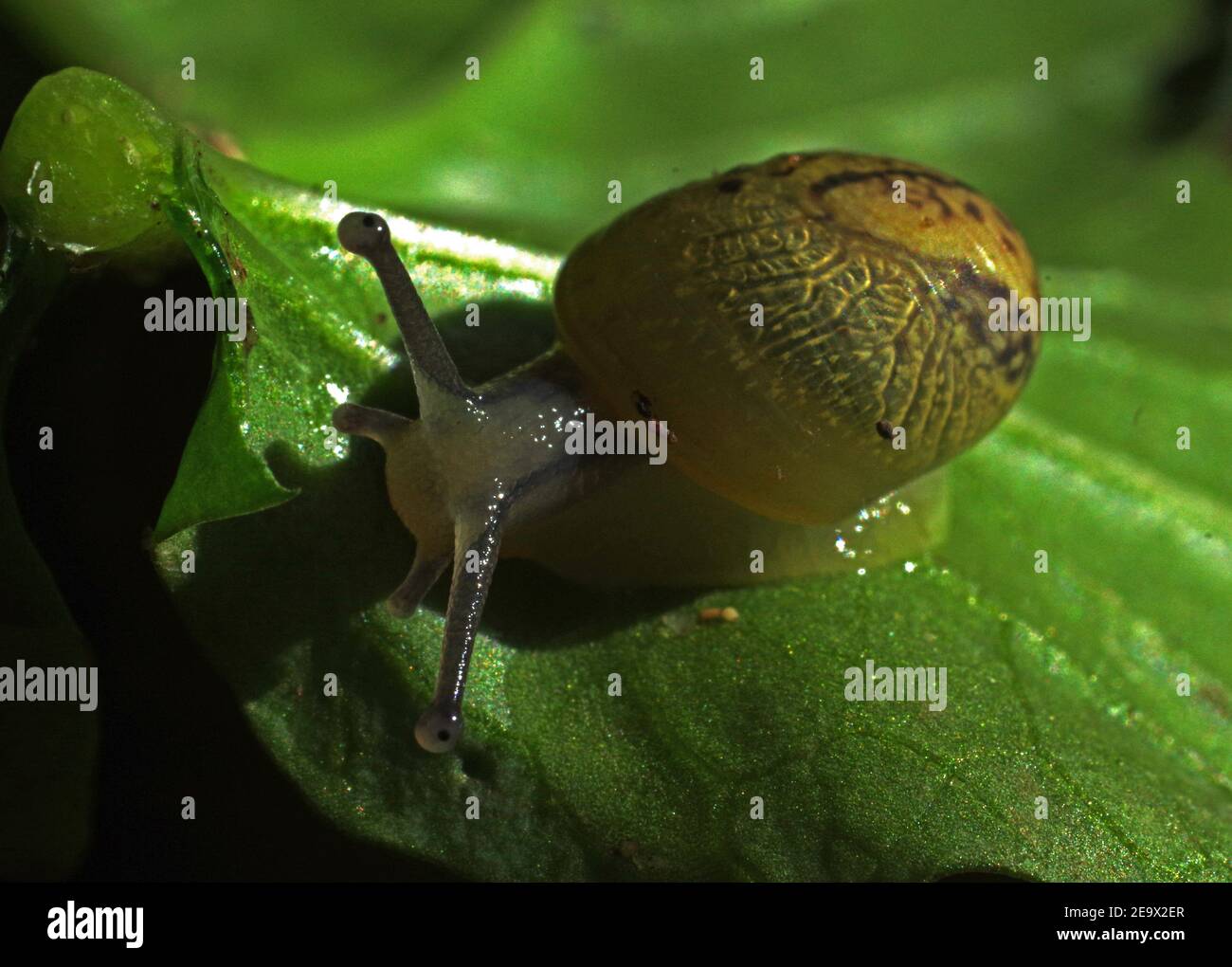Slug on leaf hi-res stock photography and images - Alamy