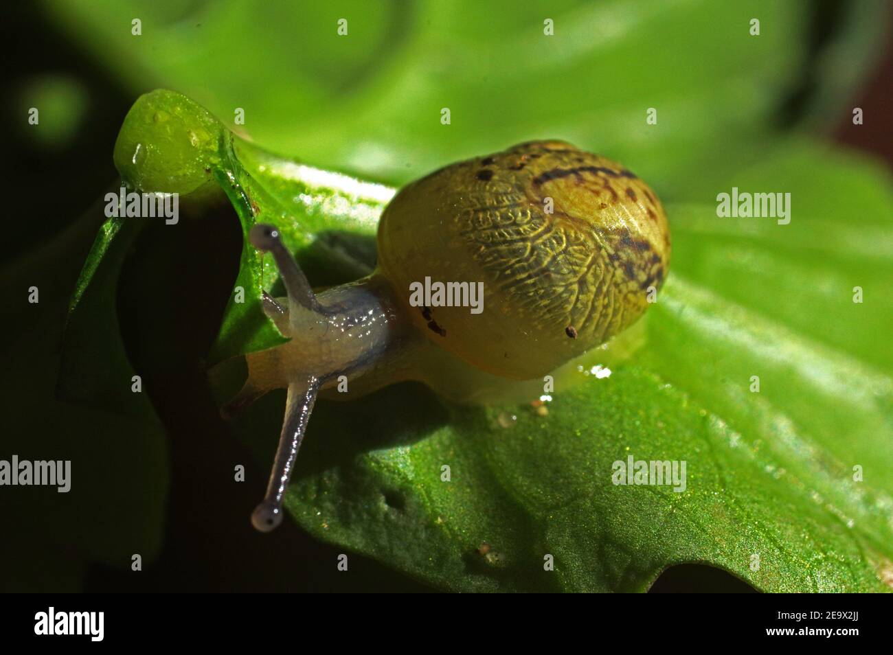 Little slug on leaf close-up Stock Photo - Alamy