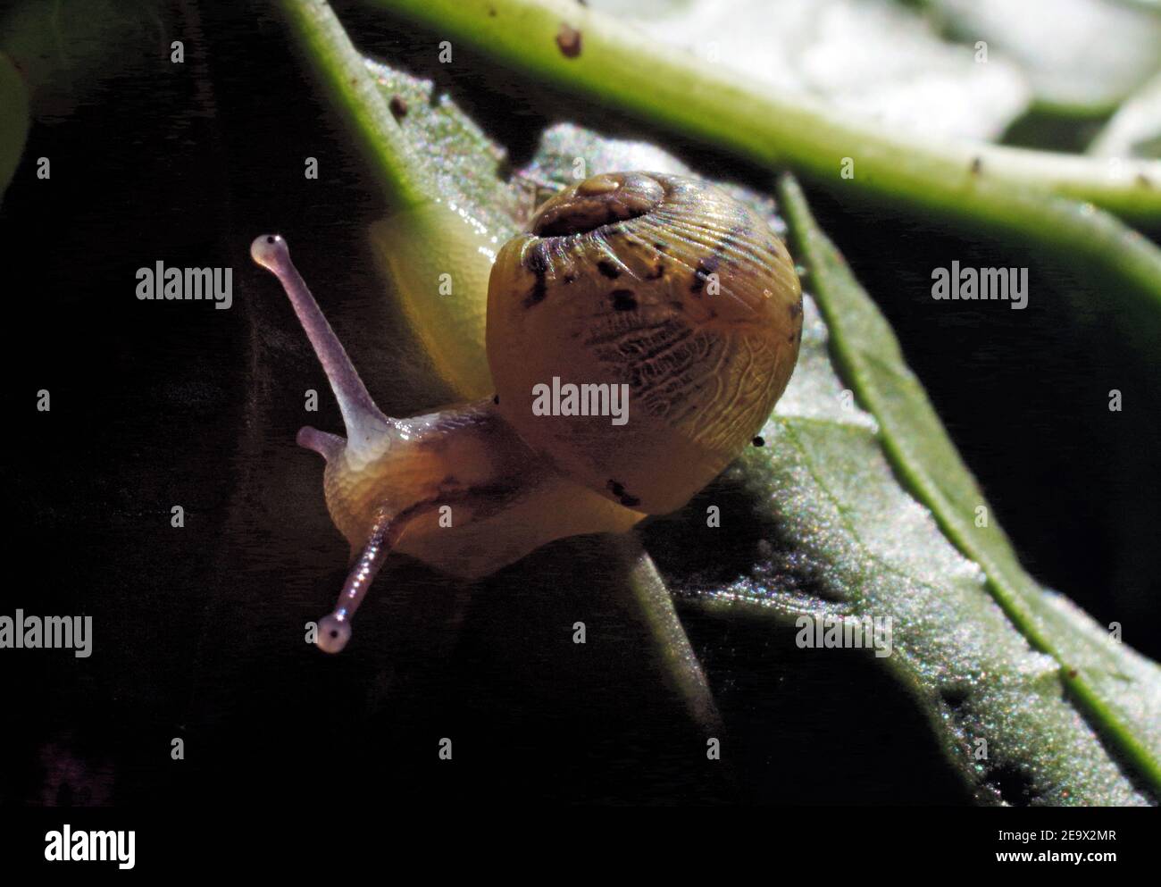 Little slug on leaf close-up Stock Photo - Alamy