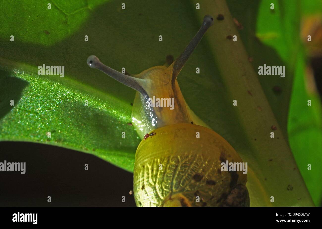 Little slug hi-res stock photography and images - Alamy