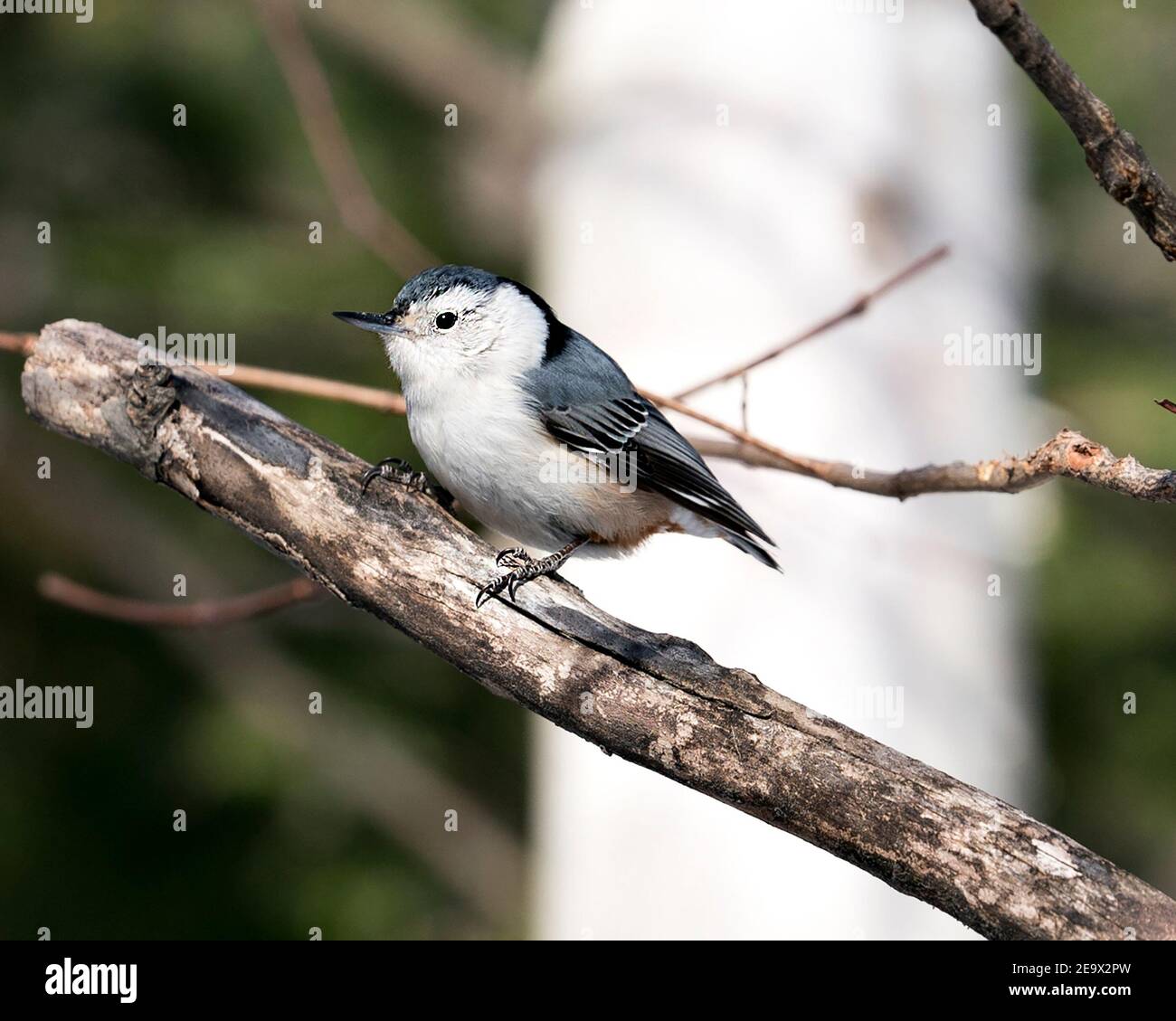 White-Breasted Nuthatch close-up profile view perched on a branch with ...